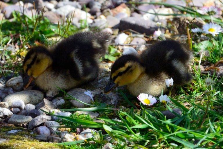 28 Things to do in Arran Scotland - Our Complete Guide