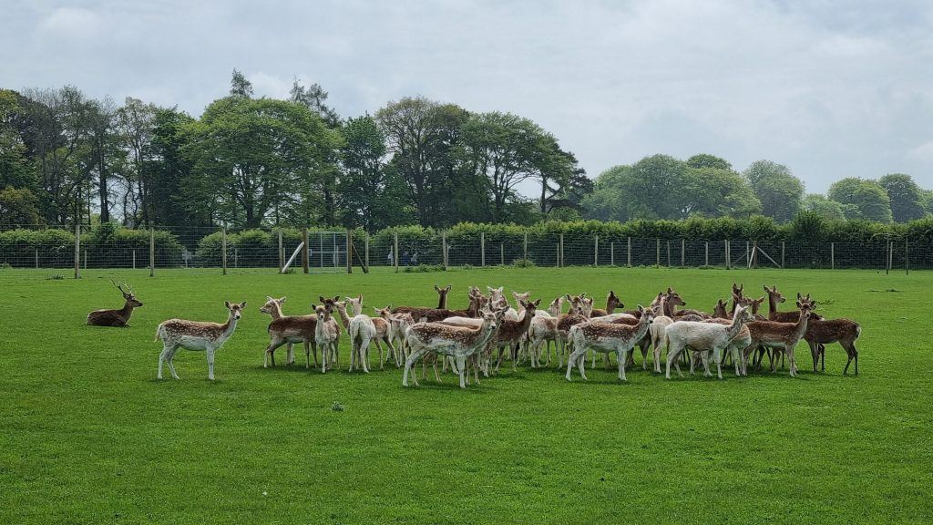 20 Things to do in Cupar Scotland - Our Complete Guide