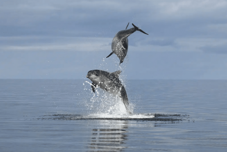 Exploring Scottish Dolphin Centre, Scotland - Our Complete Guide
