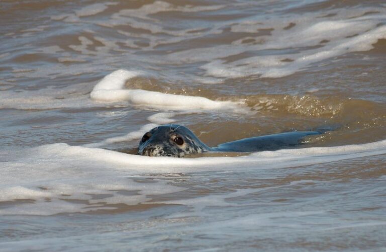 Tales of Selkie Mythology in Scotland | My Voyage Scotland
